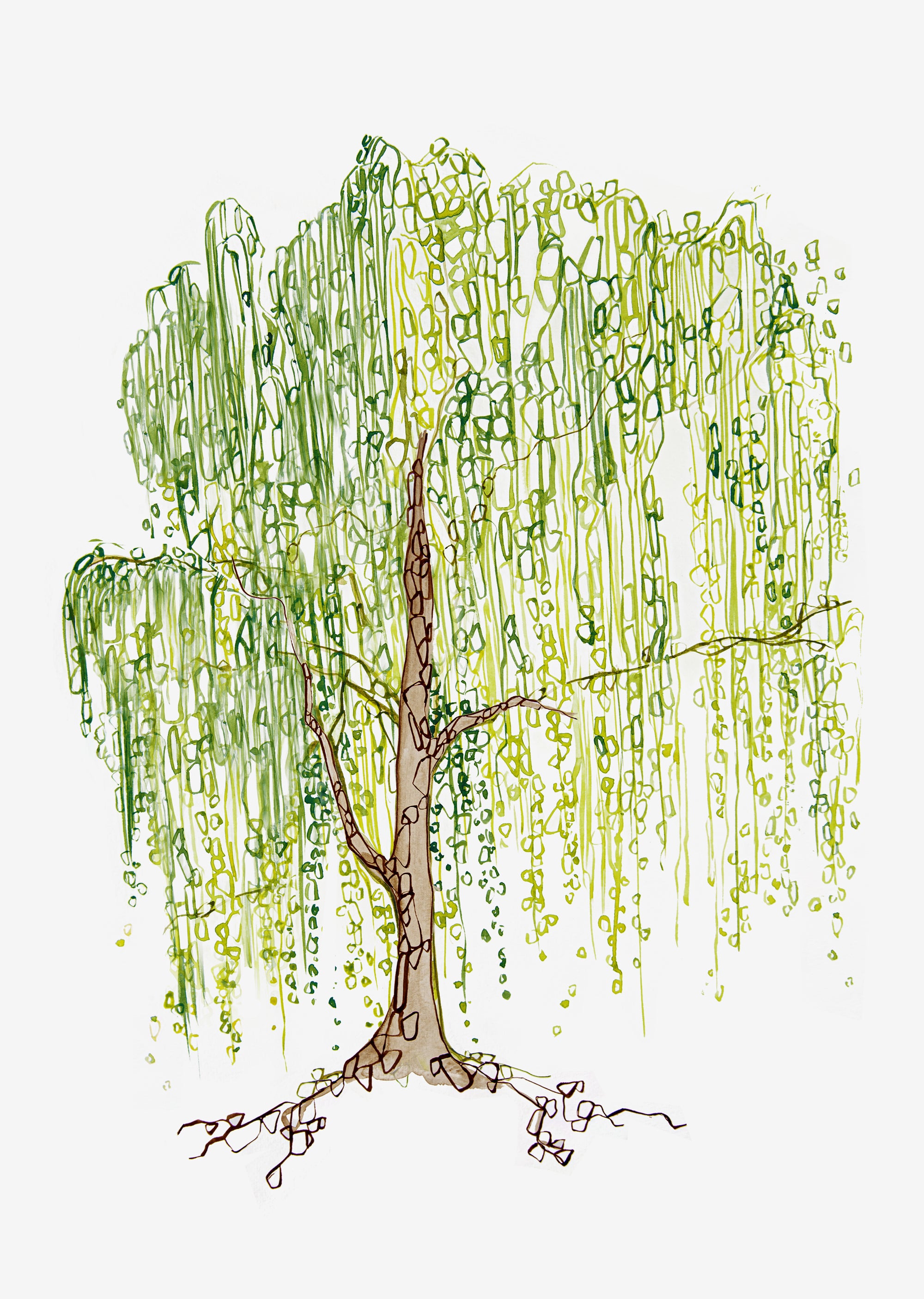 Willow Tree Wall Art Print - Plant Prints, Botanical Art Prints and Bo ...
